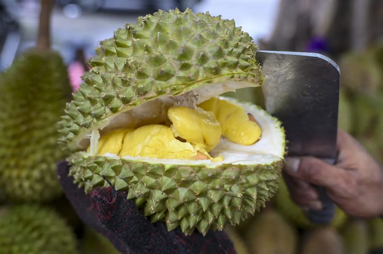 Durian prices crash, you can now buy them for just RM0.50 - Wah Piang